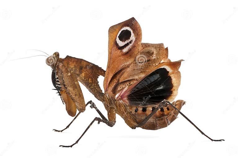 Side View of Giant Dead Leaf Mantis Stock Photo - Image of creepy ...