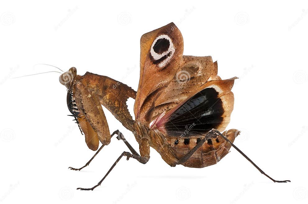 Side View of Giant Dead Leaf Mantis Stock Photo - Image of creepy ...