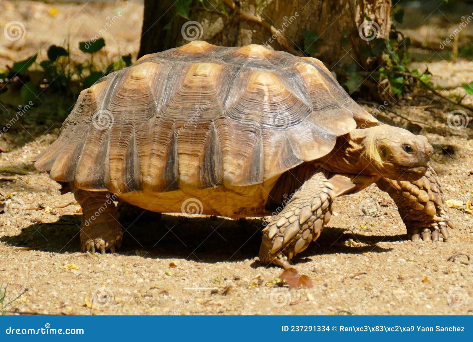 Side View of a Giant Tortoise Walking Stock Photo - Image of shell ...