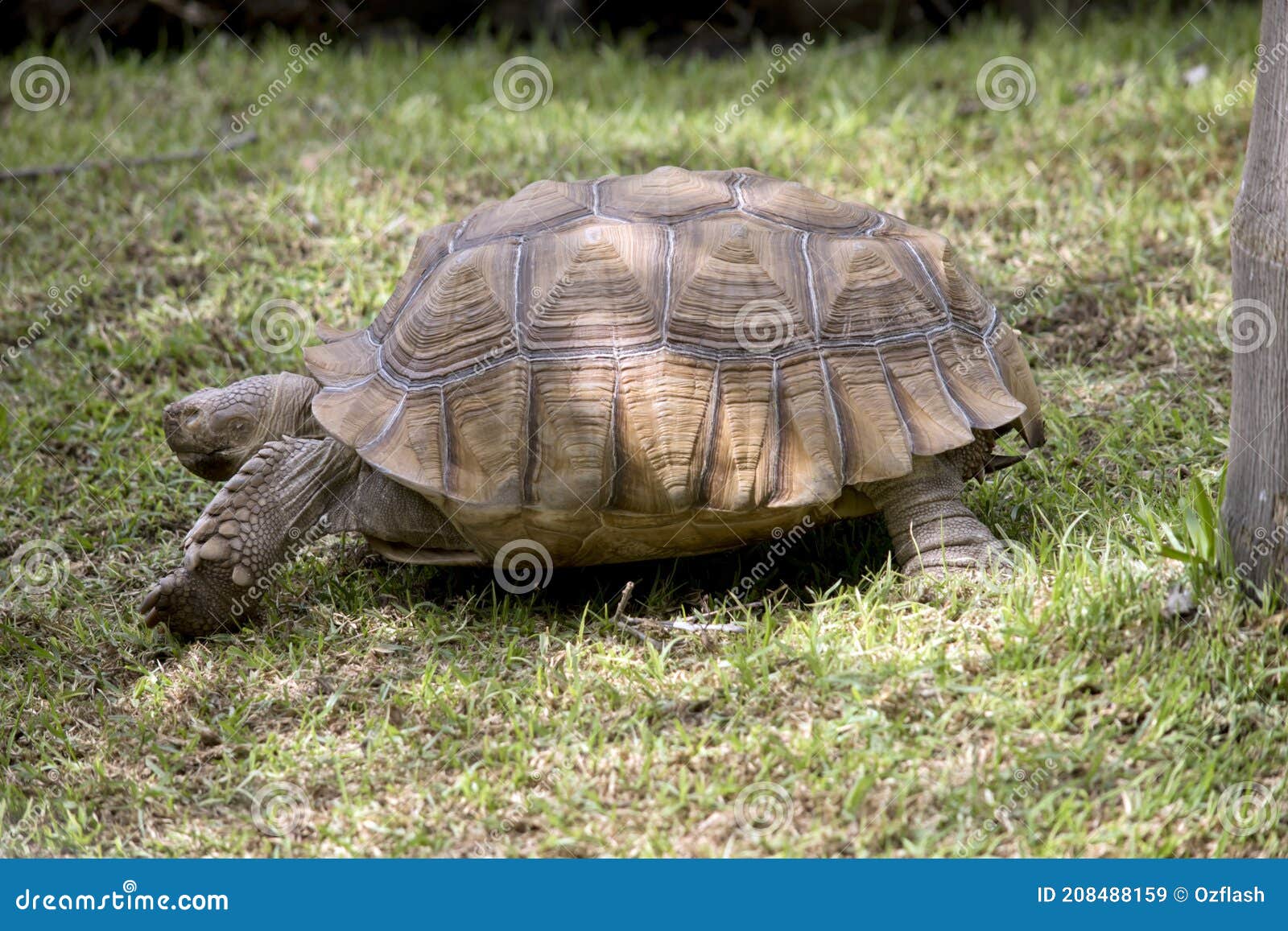 This is a Side View of a Giant Tortoise Stock Image - Image of reptile ...