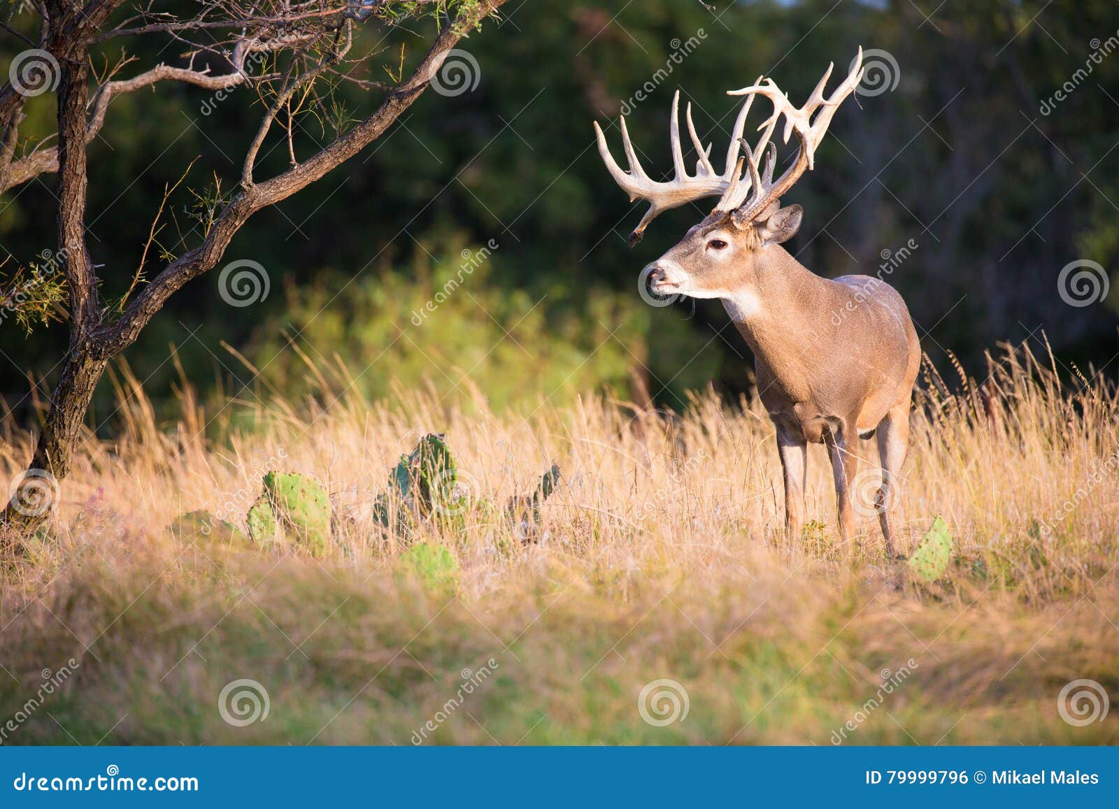 Side View of Gigantic Whitetail Buck Stock Photo - Image of fall, rack ...