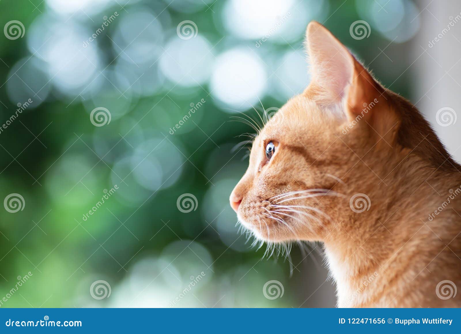 Side View of Ginger Cat Looking Something Stock Photo - Image of cute ...