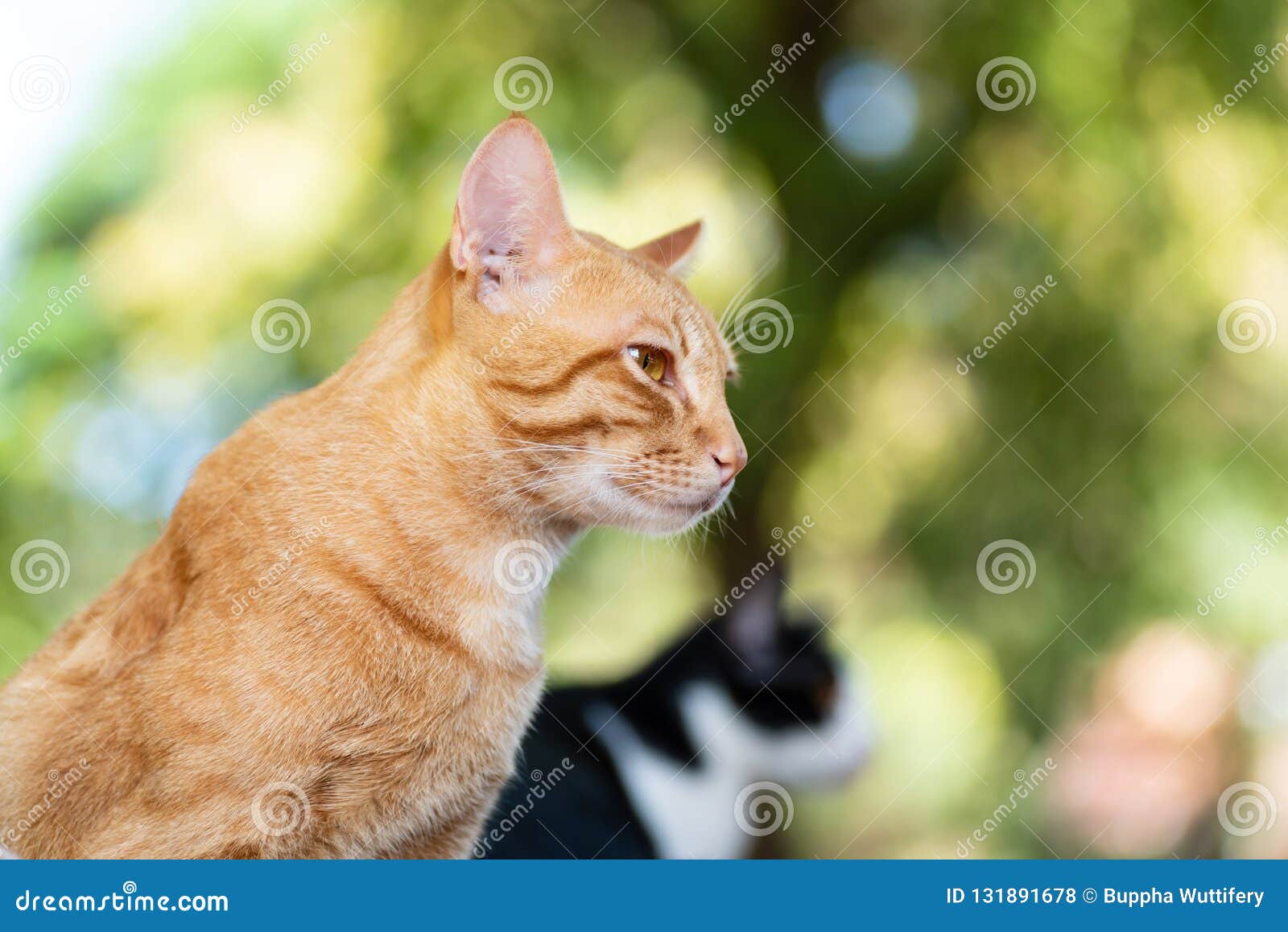 Side view of ginger cat stock photo. Image of young - 131891678
