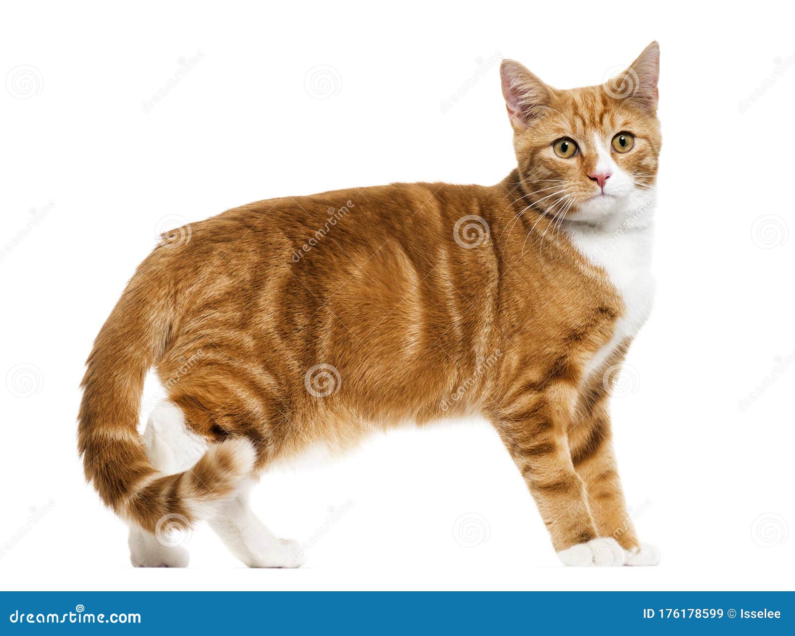 Side View of a Ginger Mixed-breed Cat Standing Stock Image - Image of ...