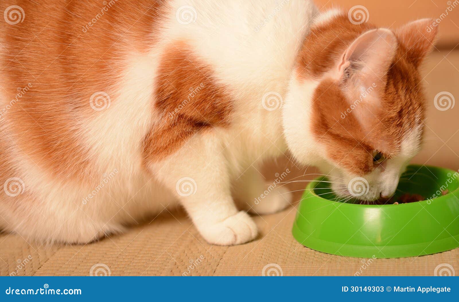 Cat eating food in bowl stock image. Image of details - 30149303