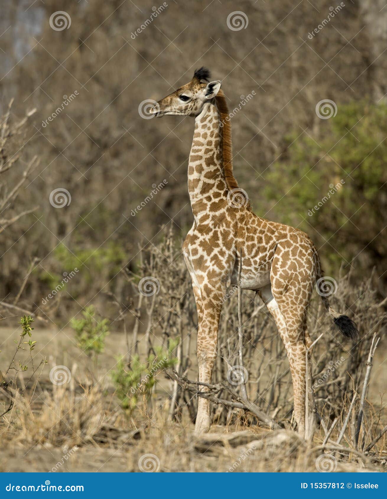 Side View of Giraffe Calf Standing in Grassland Stock Photo - Image of ...