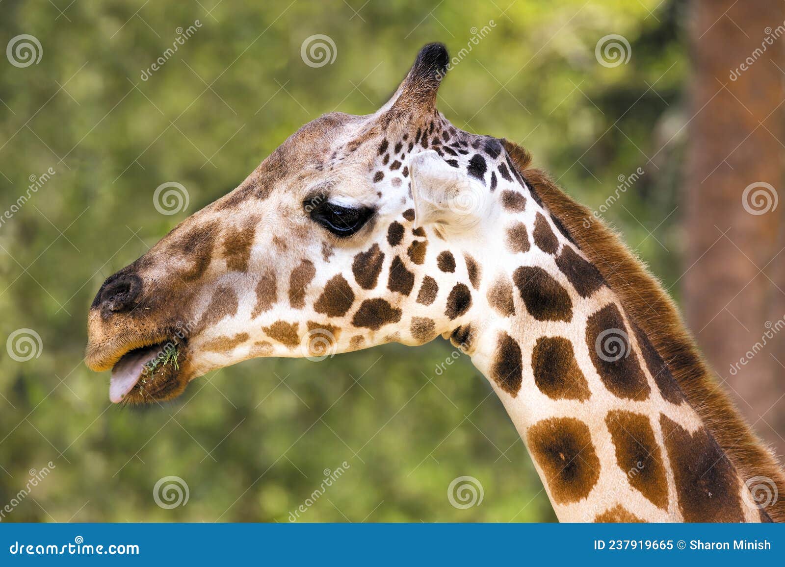 Giraffe Eyes Side View
