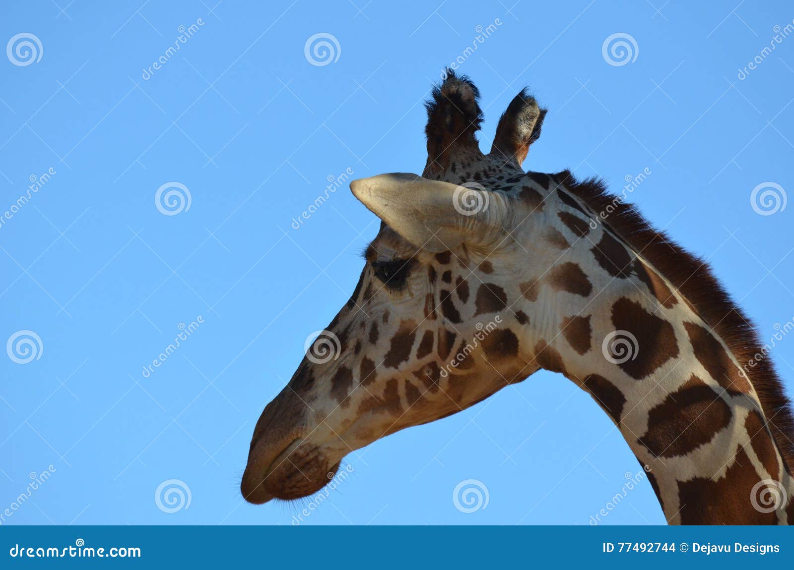 Side View of a Giraffe stock photo. Image of mammal, head - 77492744