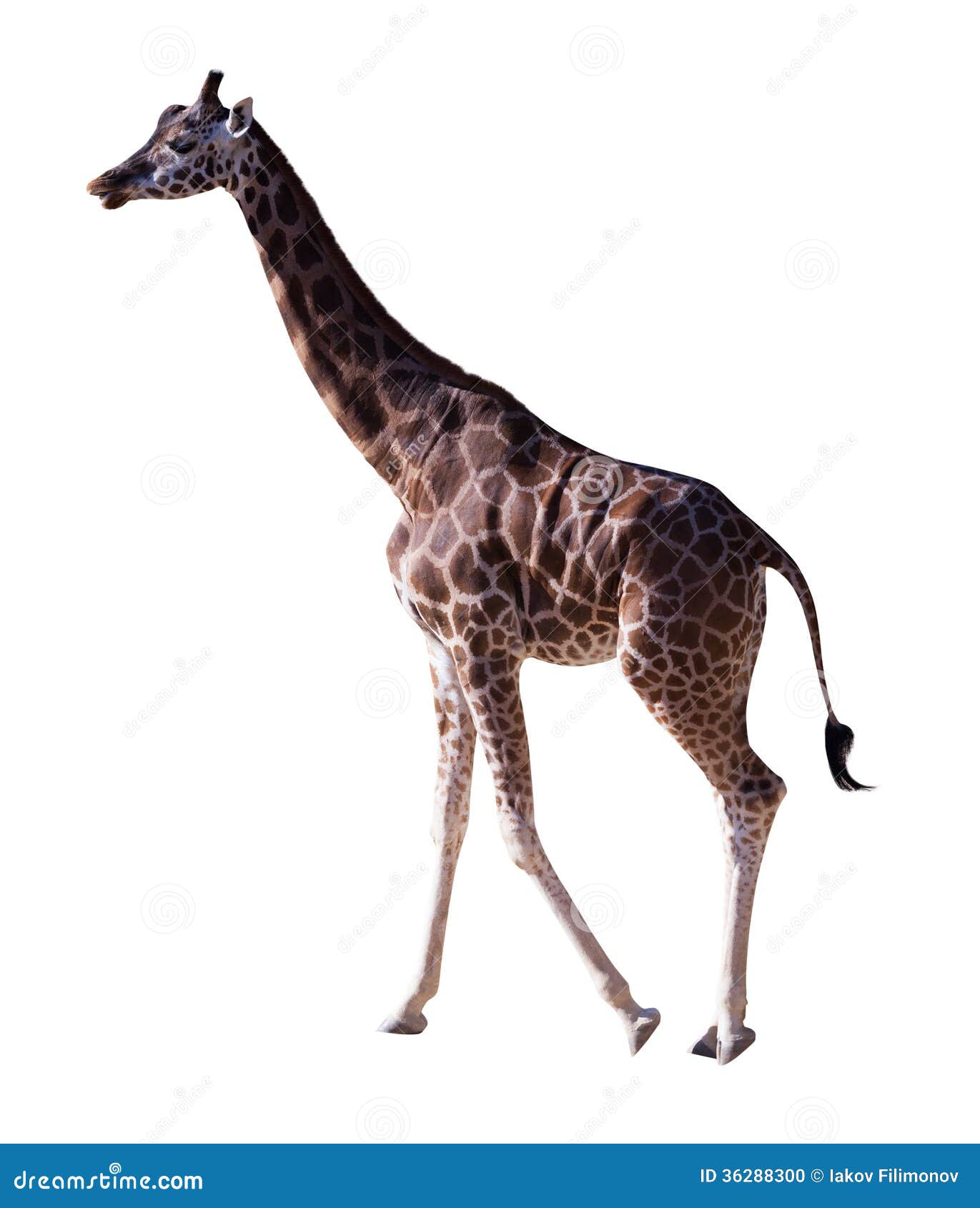 Side View Giraffe Isolated Over White Stock Photos - Free & Royalty ...