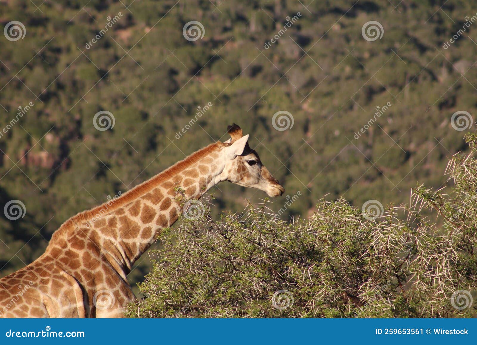 Side View of a Giraffe in the Wild Stock Image - Image of african, view ...