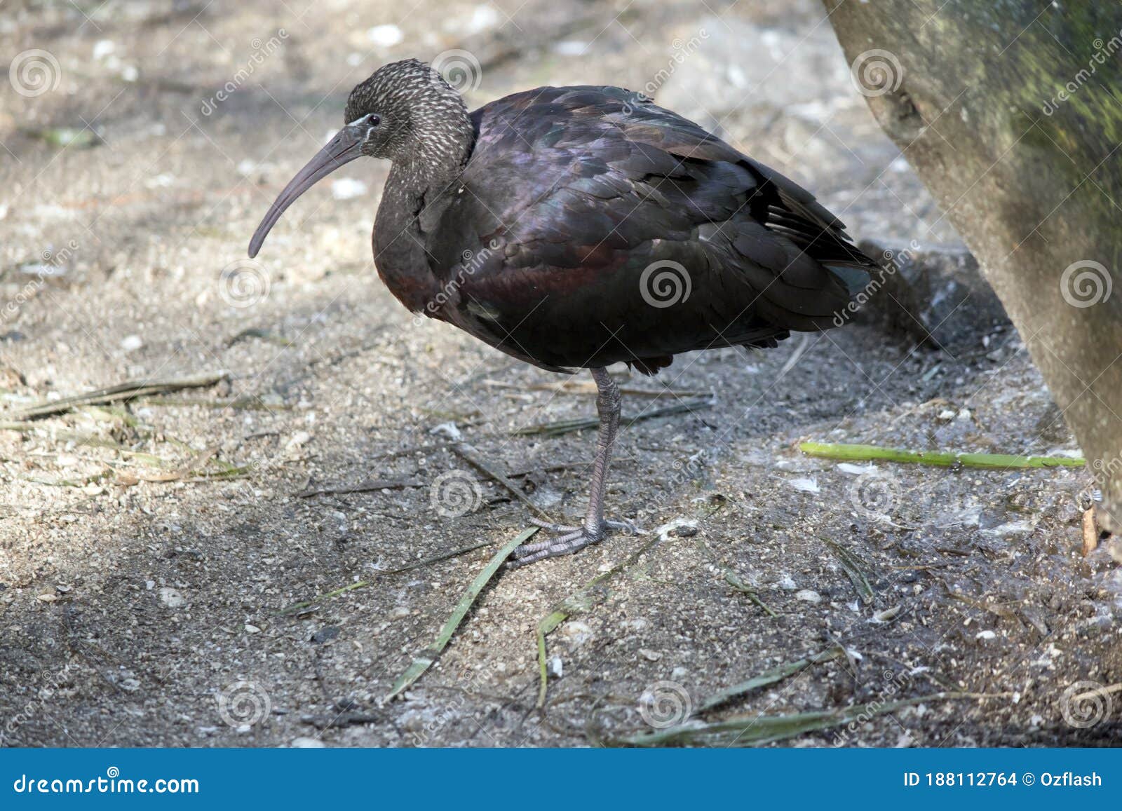The Glossy Ibis is Standing on One Leg Stock Photo - Image of pink ...