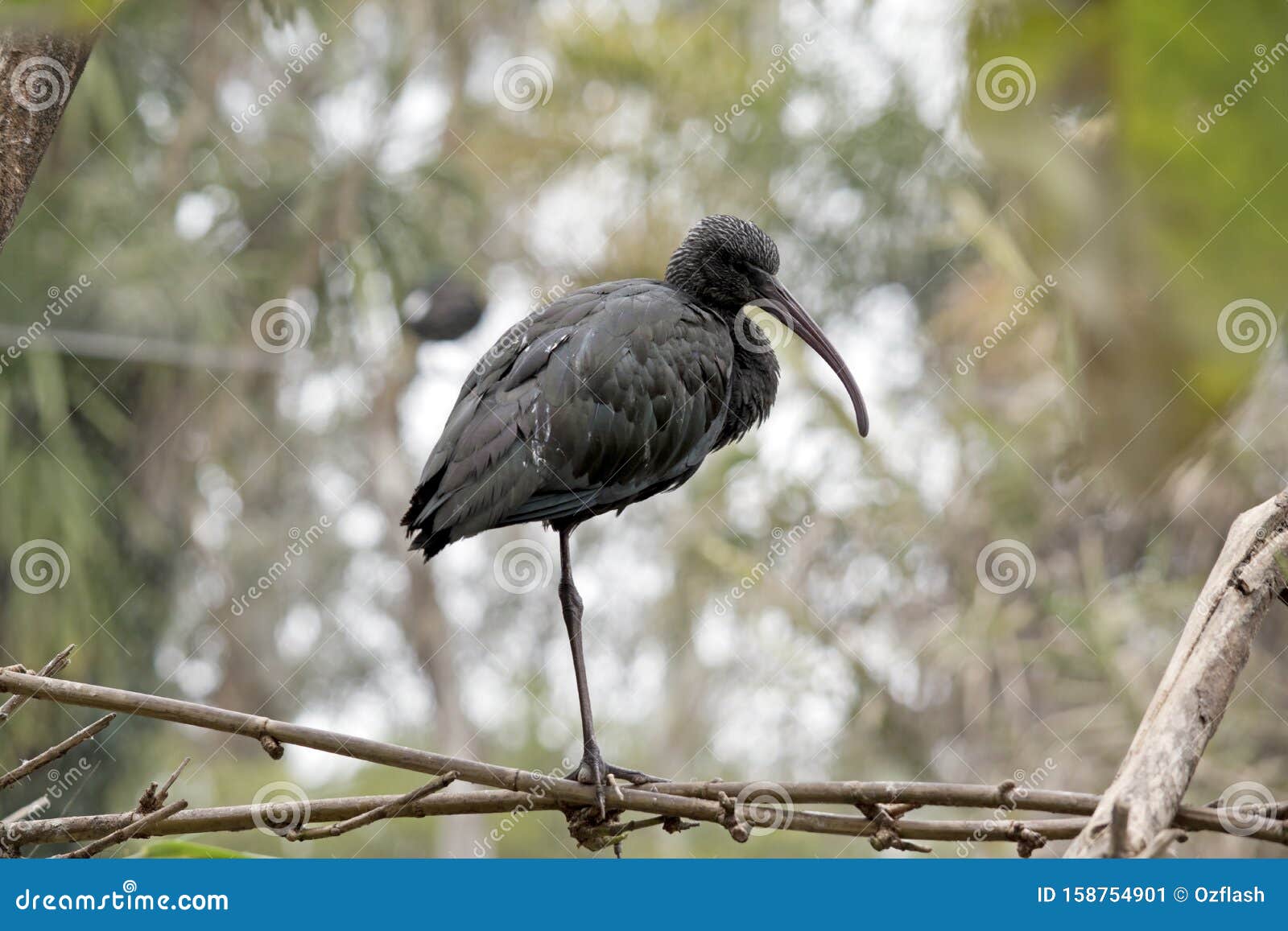 The Glossy Ibis is Standing on One Leg Stock Image - Image of ...