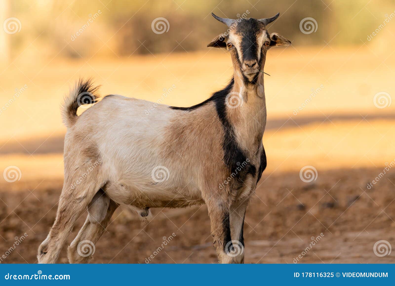 Side View of a Goat stock image. Image of climate, arid - 178116325