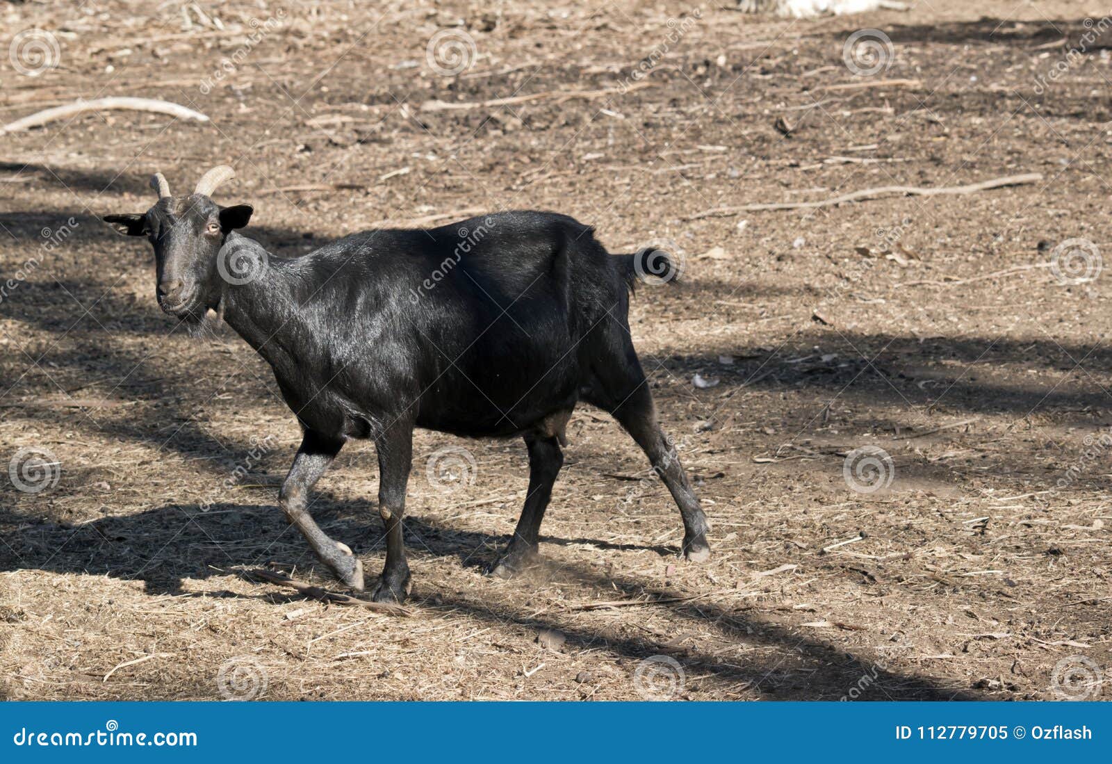 Side view goat stock image. Image of farm, side, horned - 112779705