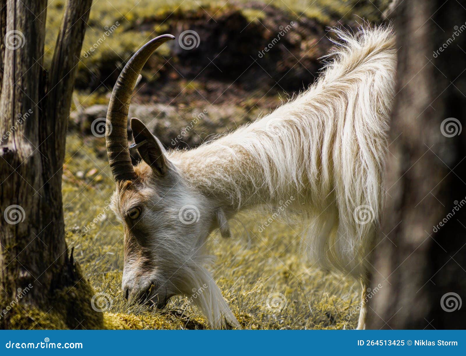 Side View of Goat Standing on Field Stock Image - Image of outdoor ...