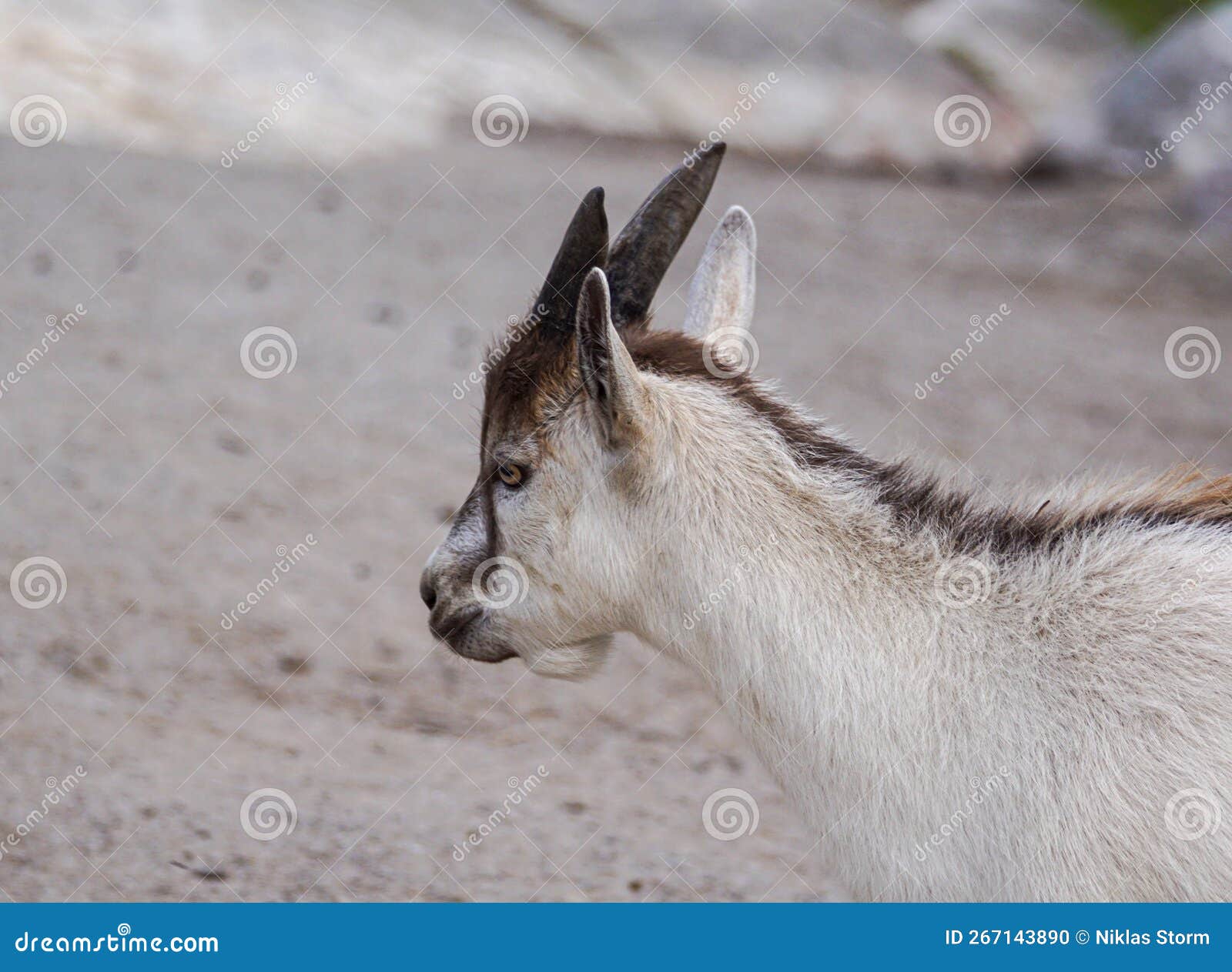 Side View of a Goat Standing on Field Stock Photo - Image of young ...