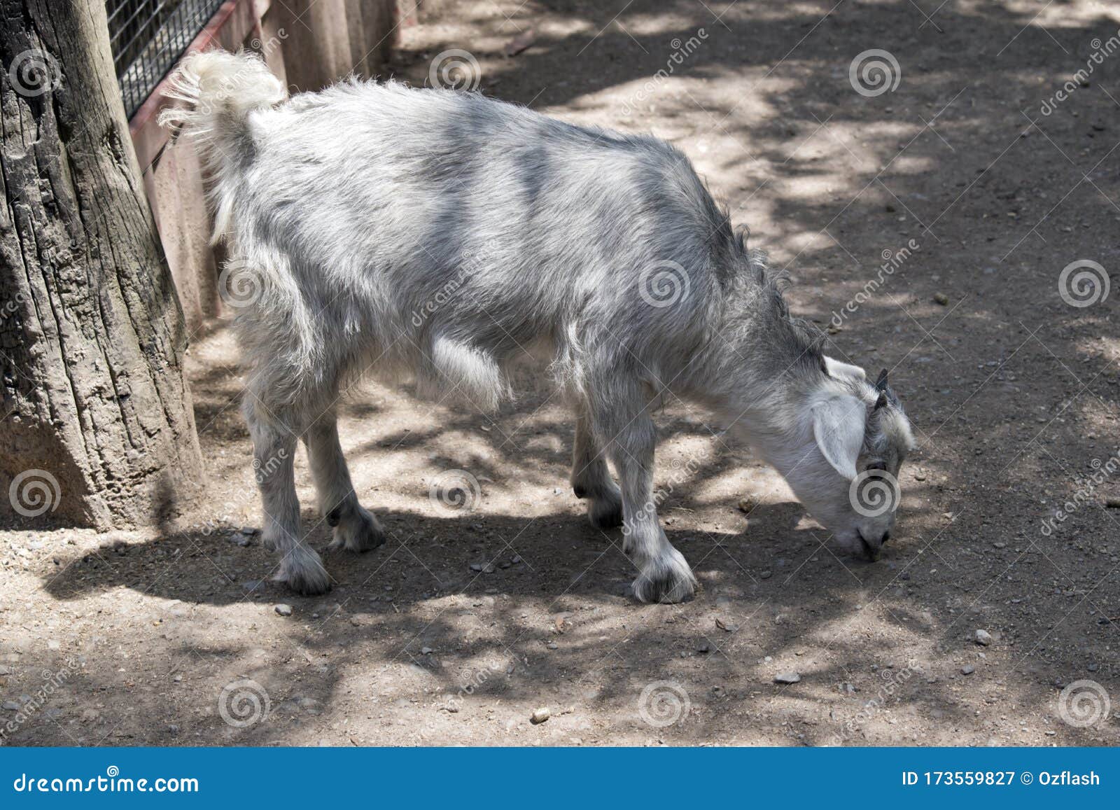 This is a Side View of a Goat Stock Image - Image of rural, hairy ...