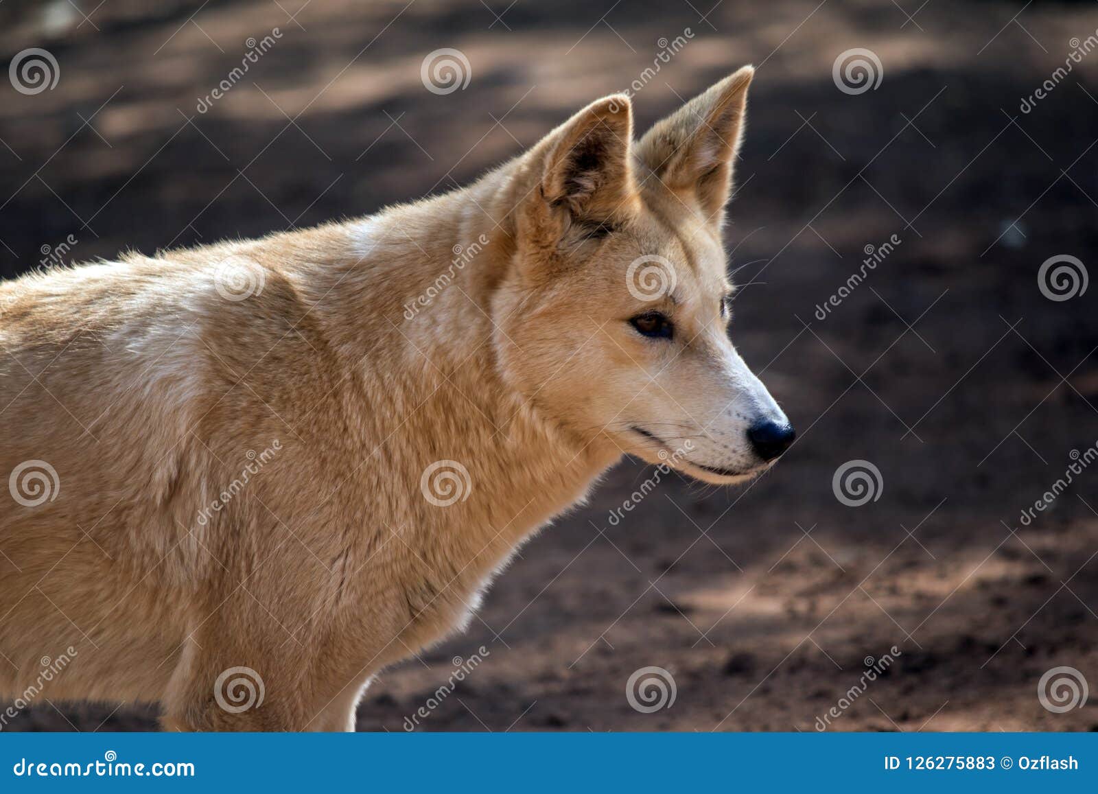 A golden dingo stock image. Image of eyes, muzzle, australia - 126275883