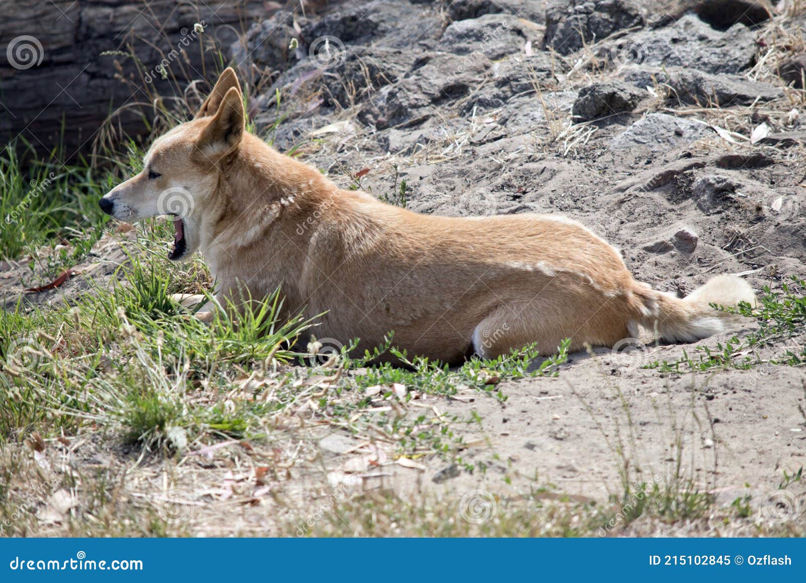 This is a Side View of a Golden Dingo Stock Image - Image of nose ...
