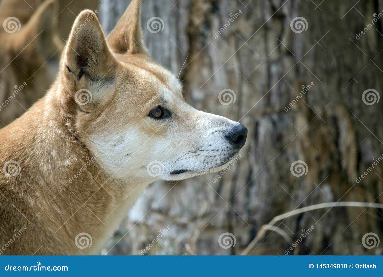 This is a Side View of a Golden Dingo Stock Photo - Image of wolf ...