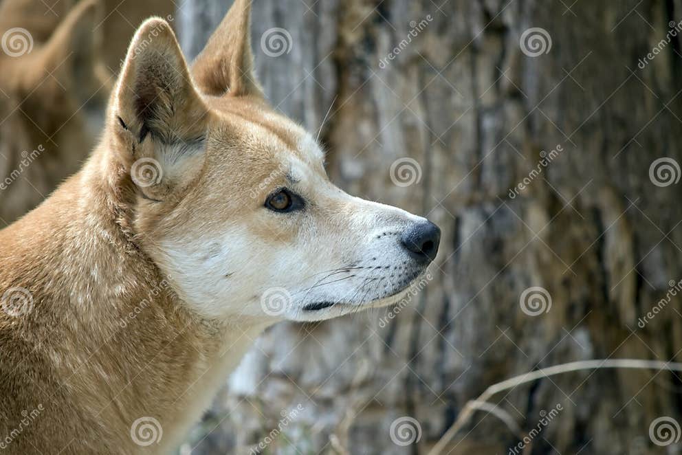 This is a Side View of a Golden Dingo Stock Photo - Image of wolf ...