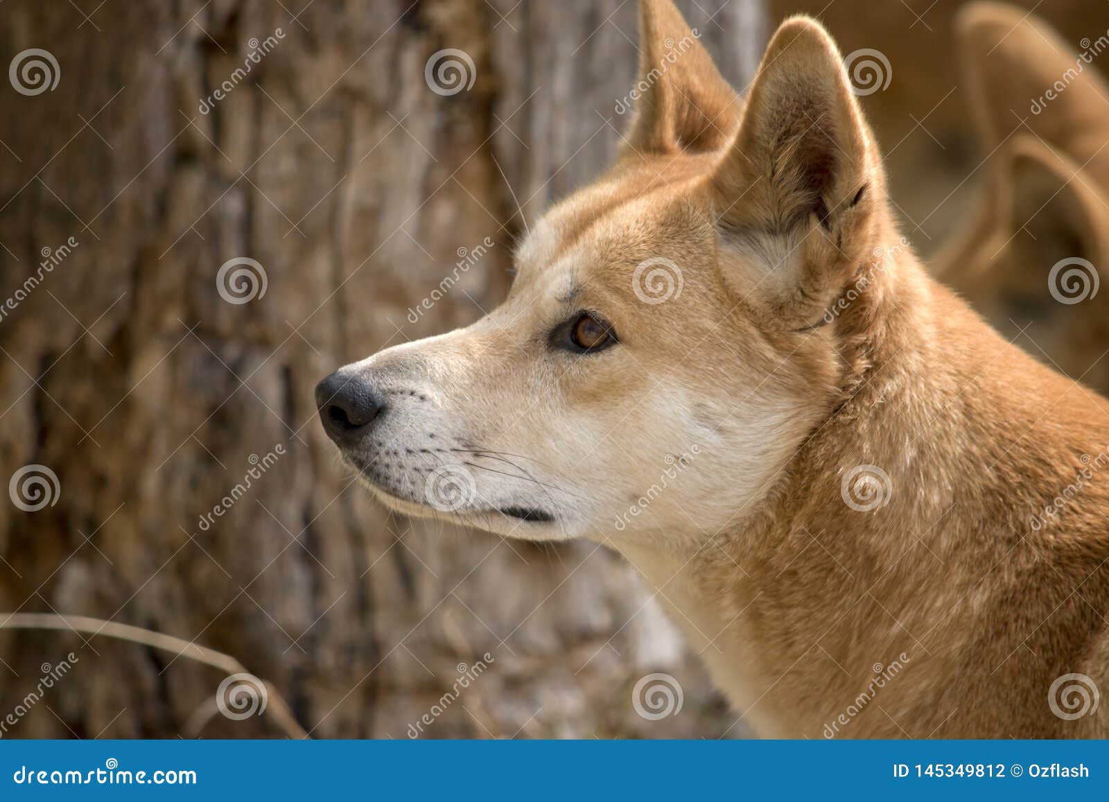 This is a Side View of a Golden Dingo Stock Photo - Image of wild ...