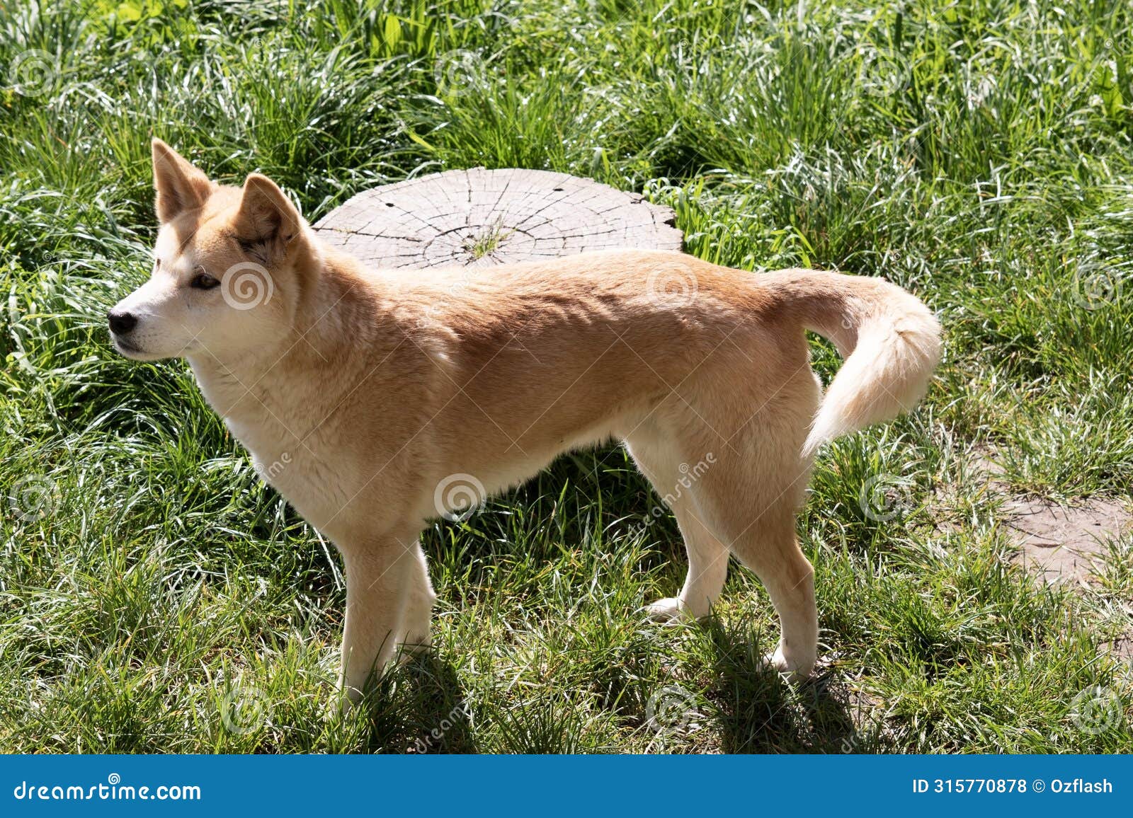 A Side View of a Golden Dingo Stock Photo - Image of resting, wild ...