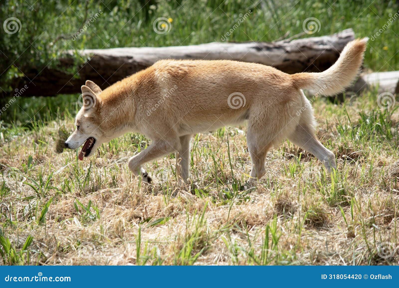 This is a Side View of a Golden Dingo Stock Photo - Image of killers ...