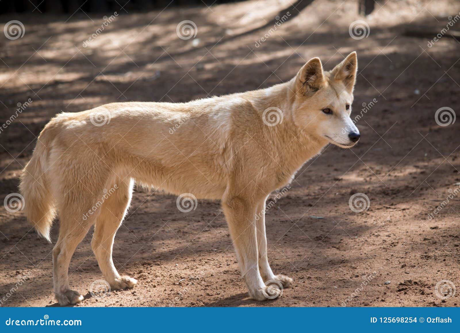 A golden dingo stock photo. Image of australia, nose - 125698254