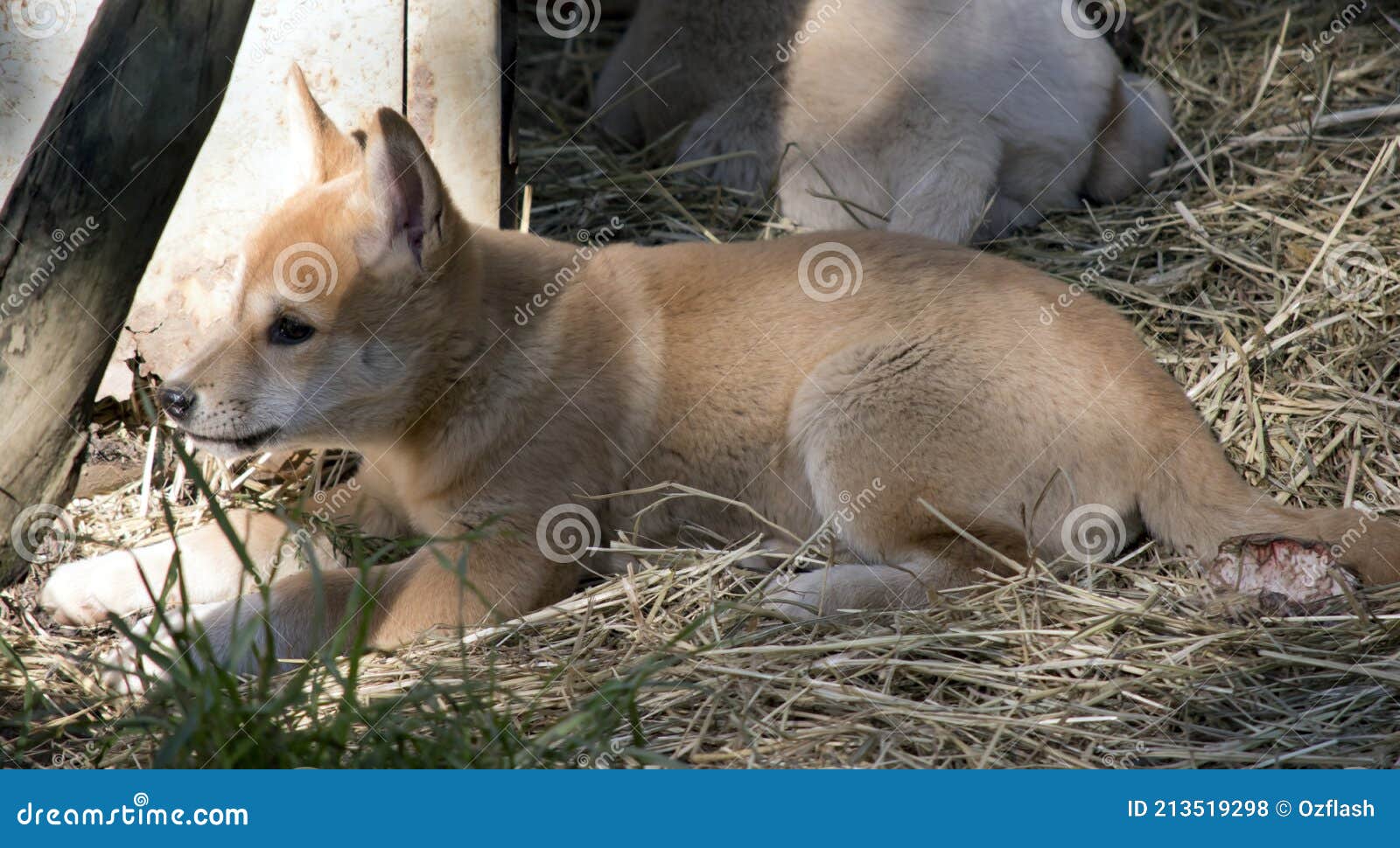 This is a Side View of a Golden Dingo Puppy Stock Photo - Image of ...