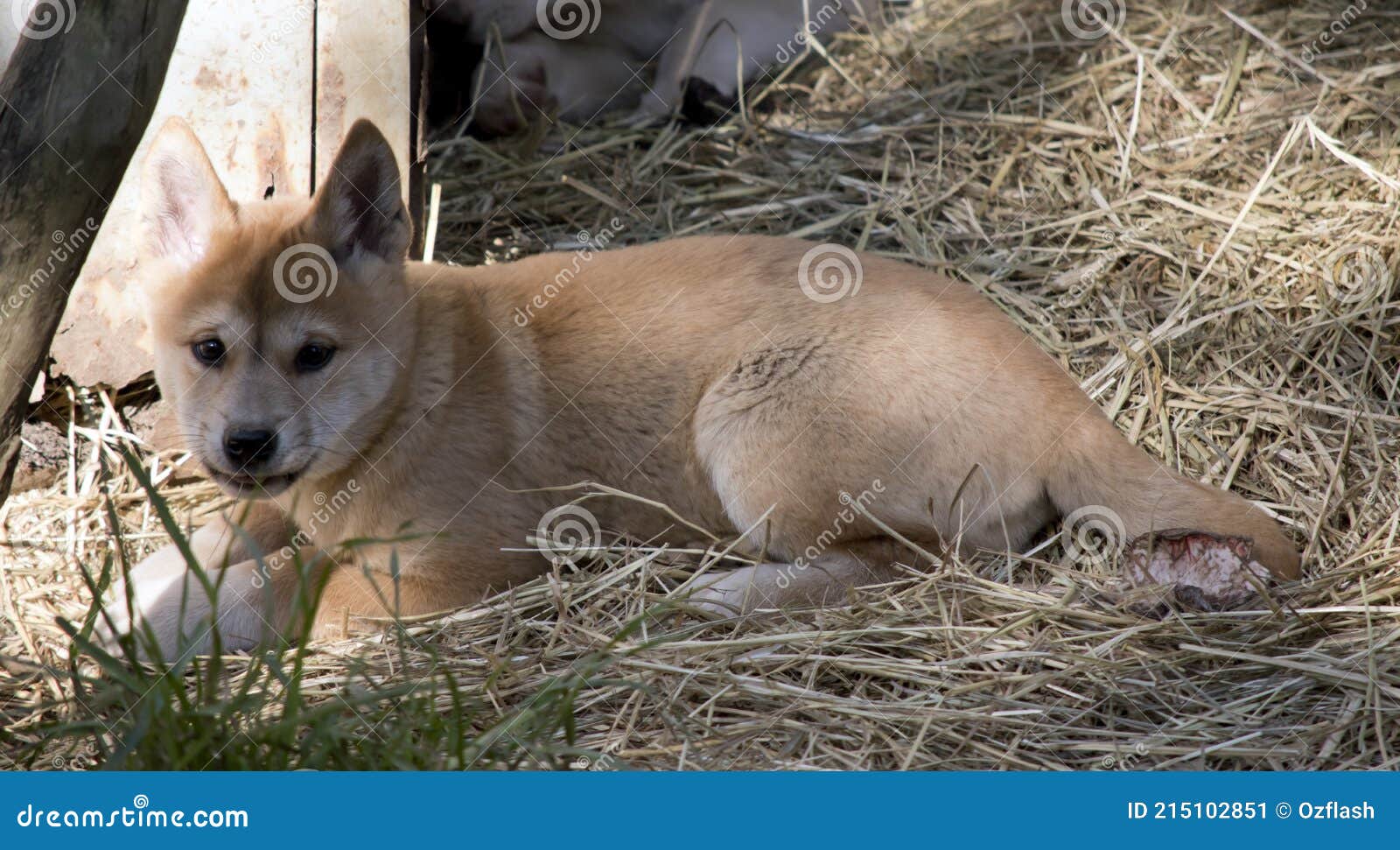 This is a Side View of a Golden Dingo Puppy Stock Image - Image of ...