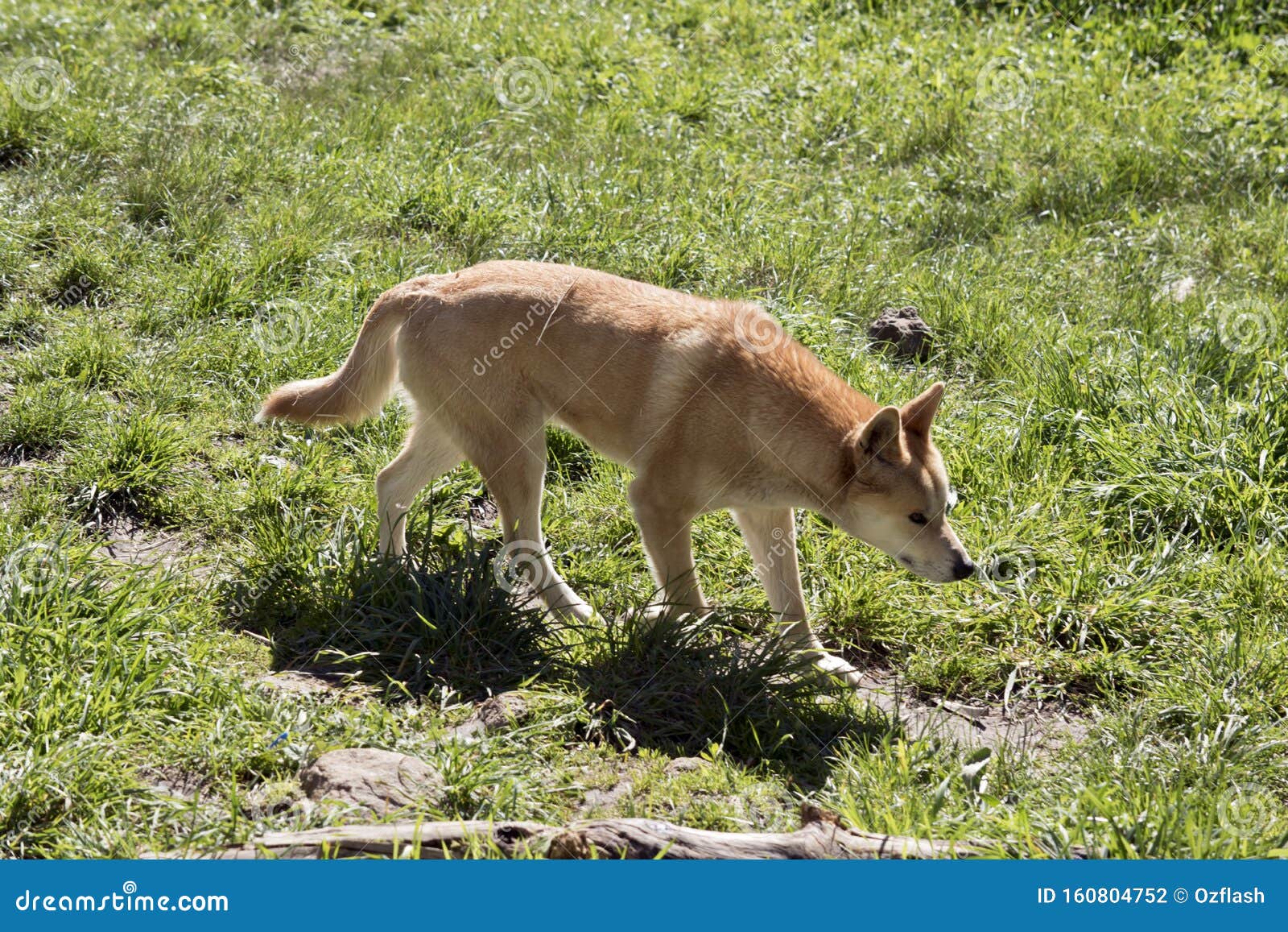 This is a Side View of a Golden Dingo Stock Photo - Image of australia ...
