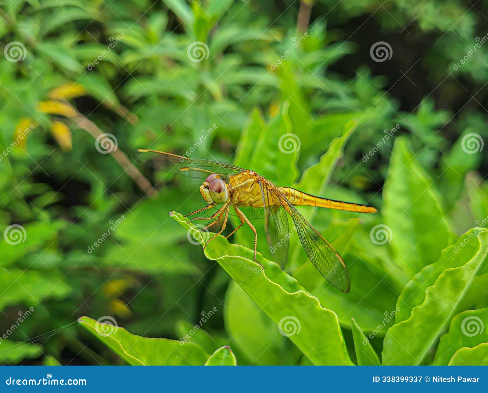Side View of Golden Dragonfly in Indian Forest Stock Image - Image of ...