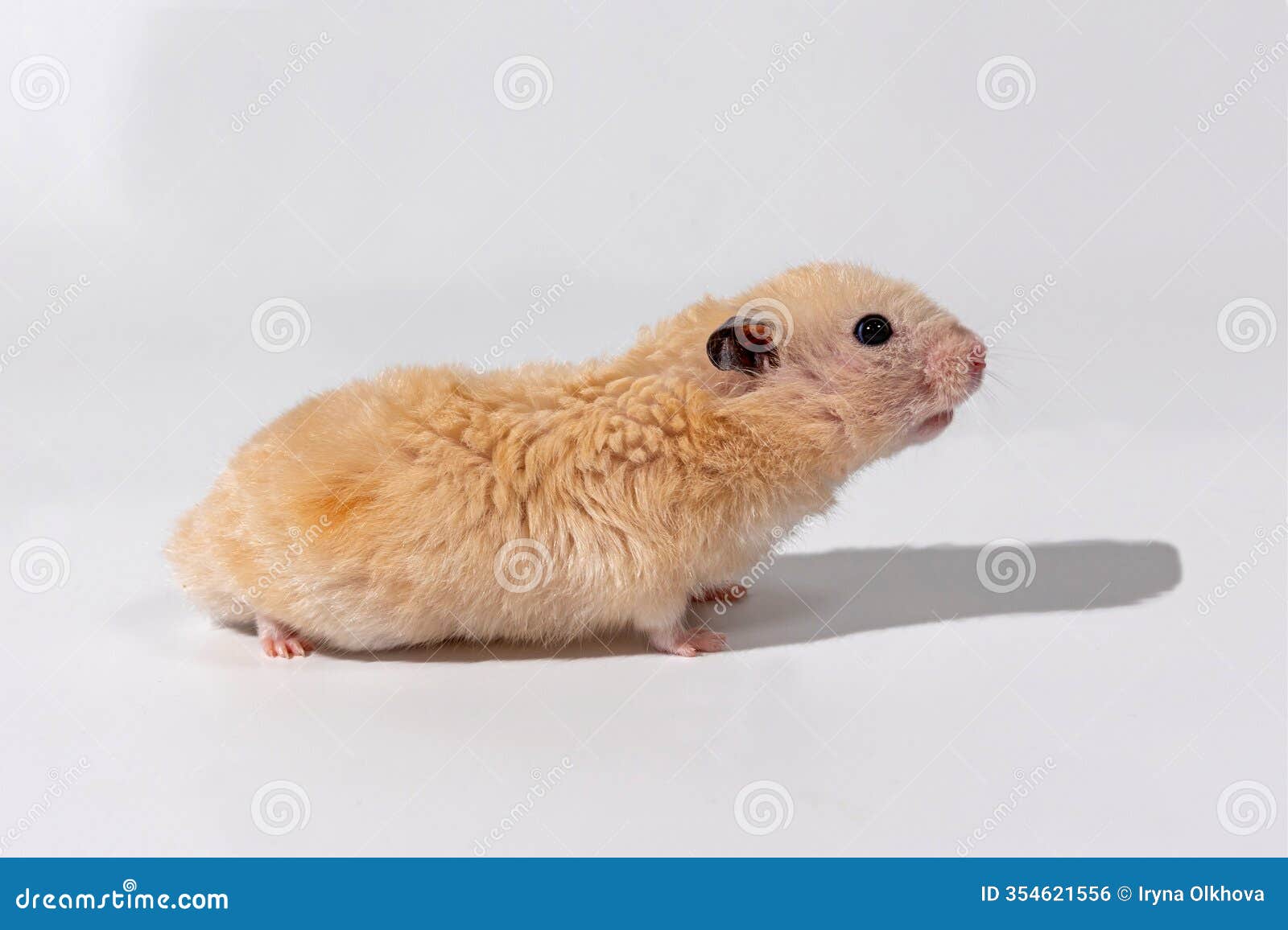 Side View of Golden Hamster on White. a Fluffy Golden Hamster Seen in ...