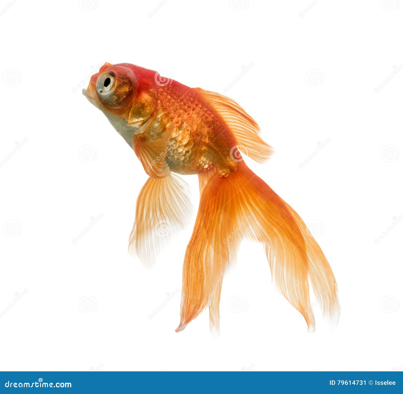 Side Goldfish Picture. Goldfish Isolated On Black Background ...