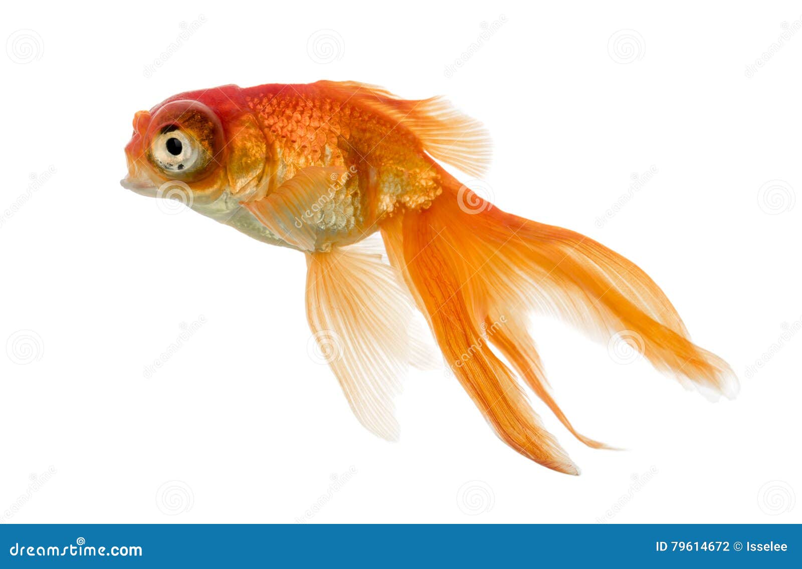 Side View of a Goldfish Swimming Islolated on White Stock Photo - Image ...
