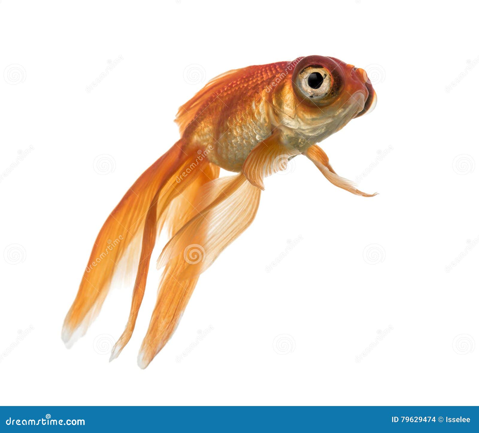 Side View of a Goldfish in Water, Looking Up Stock Photo - Image of ...