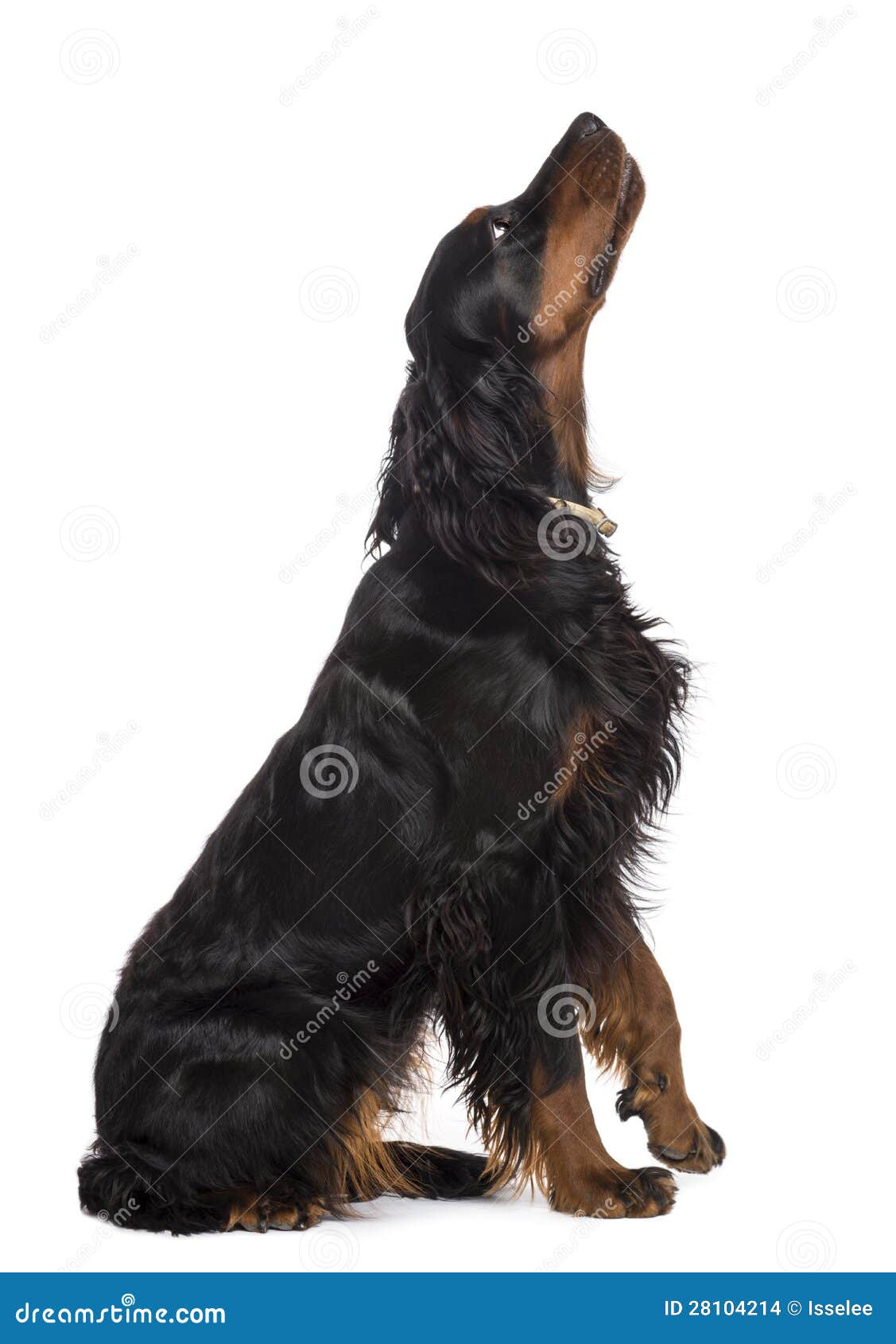 Dog Side View Sitting