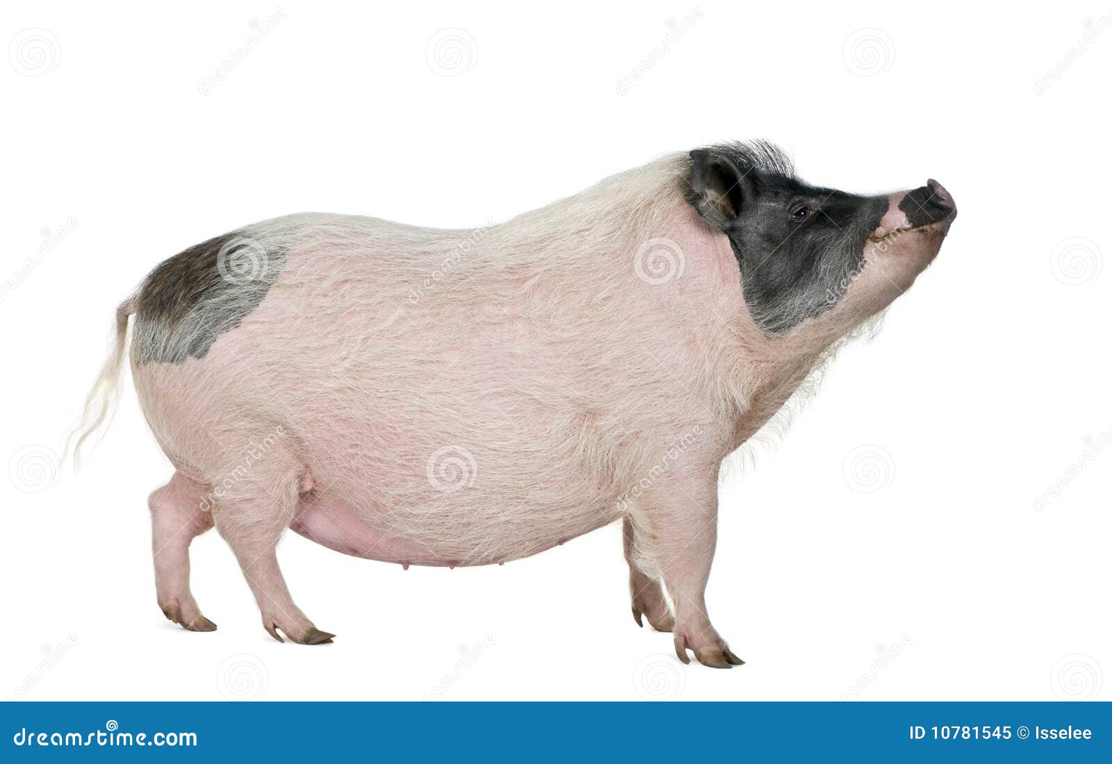 Side View of Gottingen Minipig Standing, Studio Sh Stock Image - Image ...