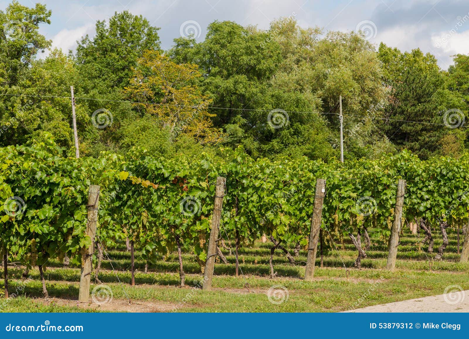 Side View of Grape Plantations Stock Photo - Image of branch, autumn ...