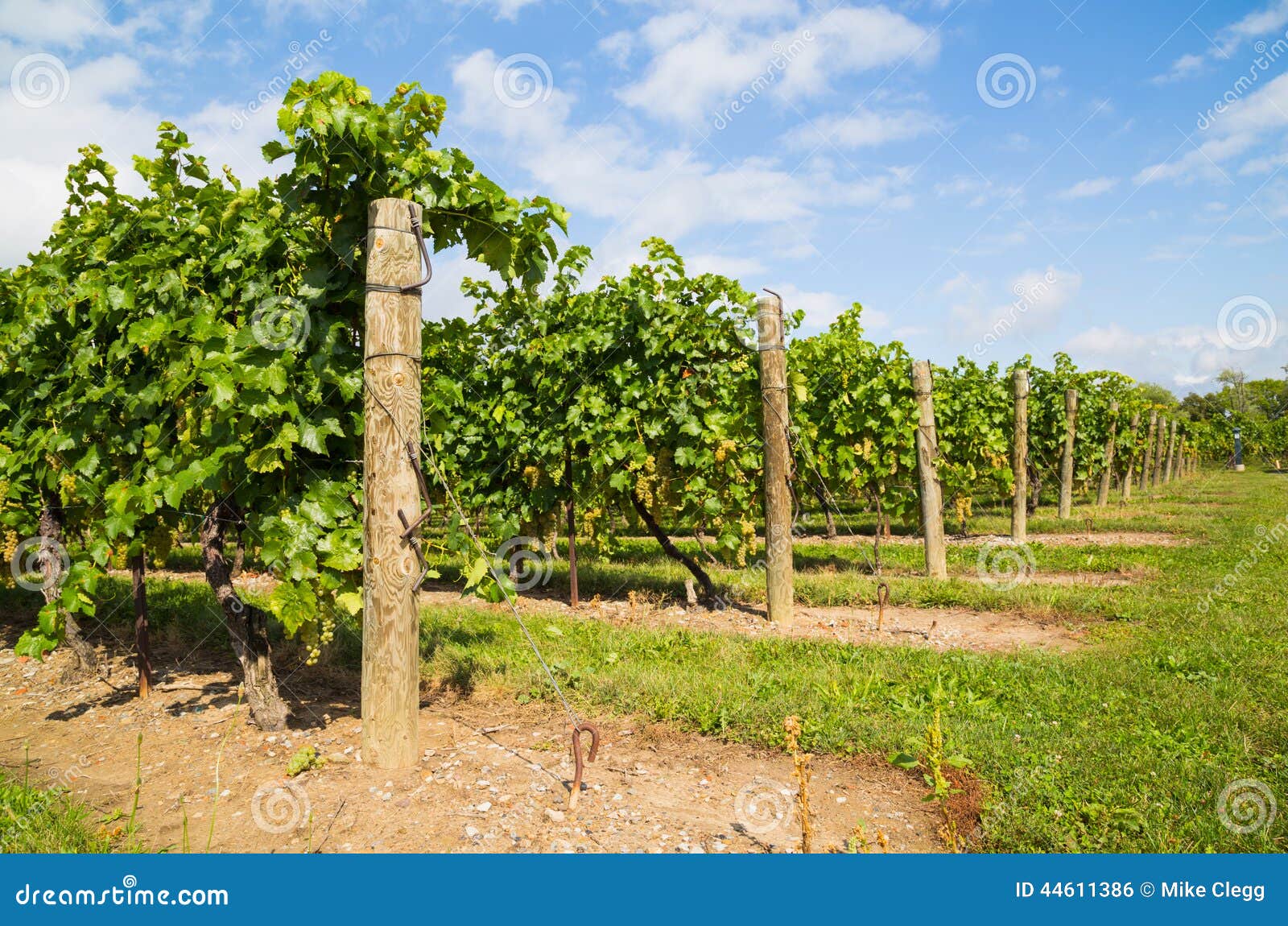 Side View of Grape Plantations Stock Photo - Image of farm, harvest ...