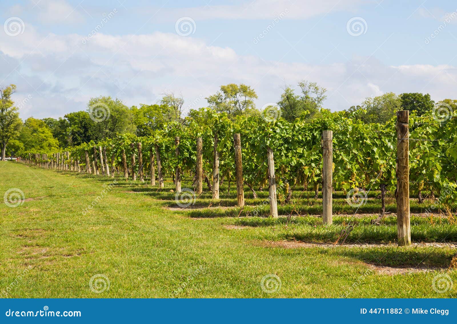 Side View of Grape Plantations Stock Photo - Image of produce, cloudy ...