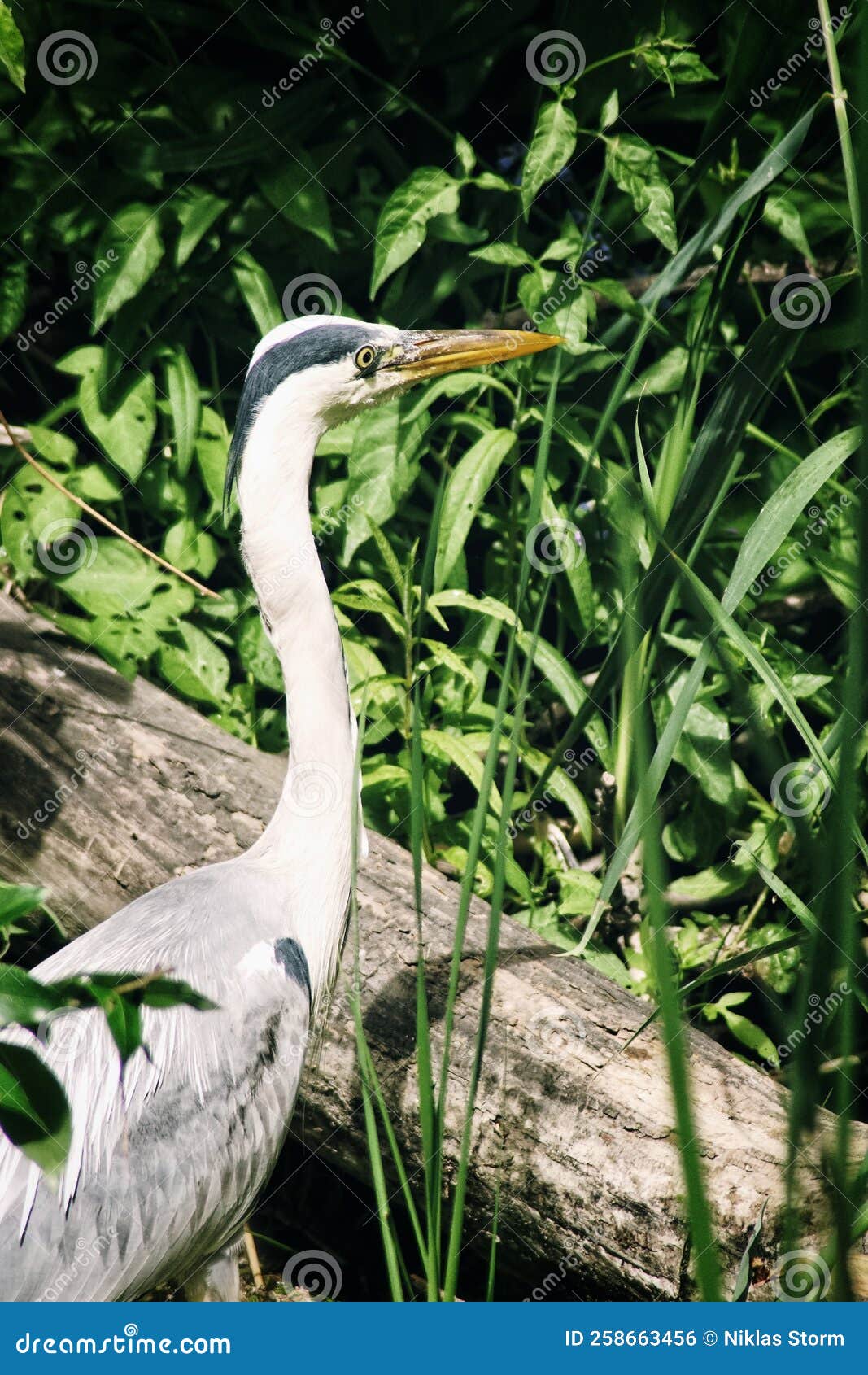 Side View of Gray Heron Perching on Grassy Field Stock Photo - Image of ...