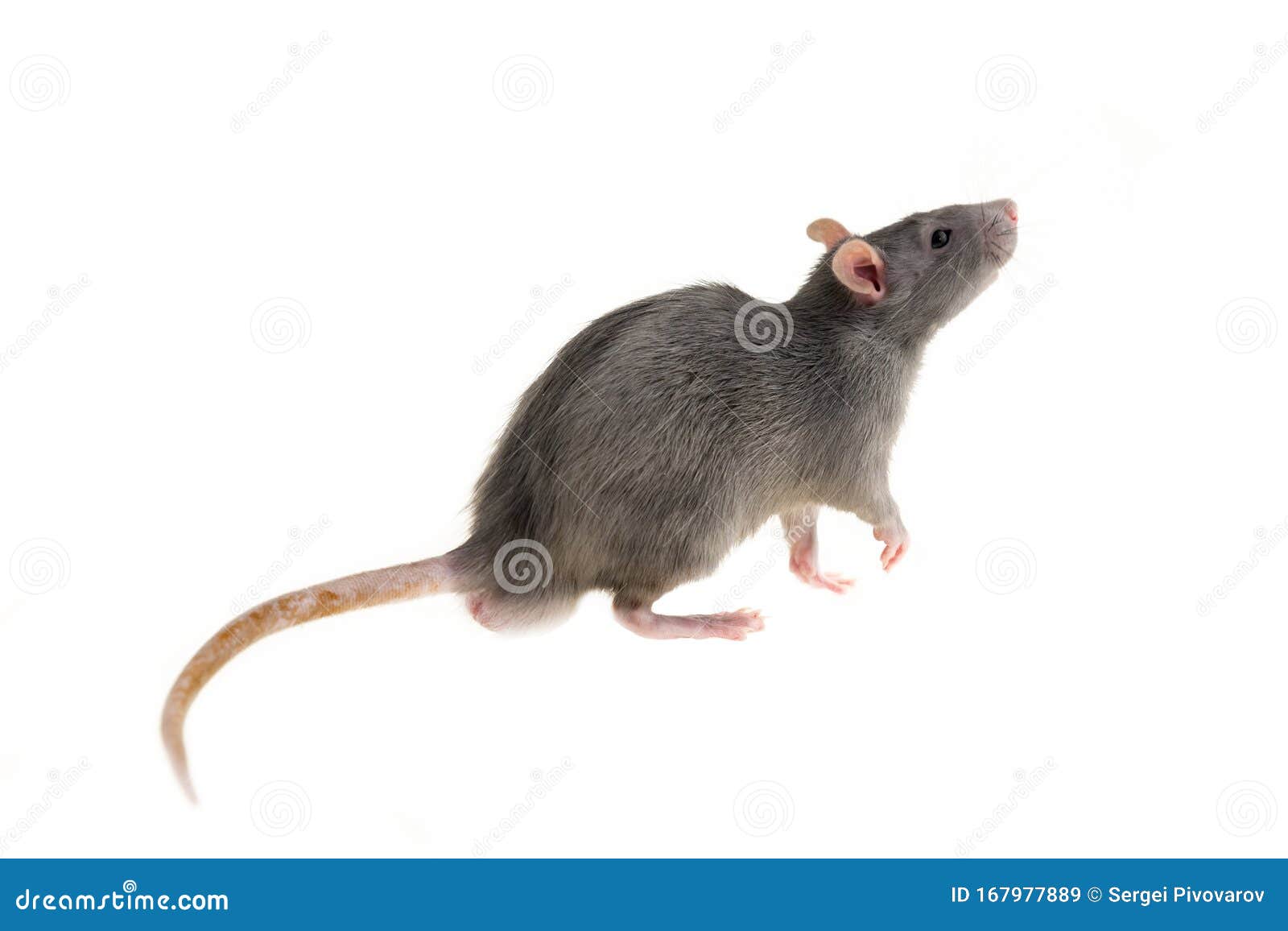 Side View of a Gray Little Fluffy and Smart Rat on an Isolated ...