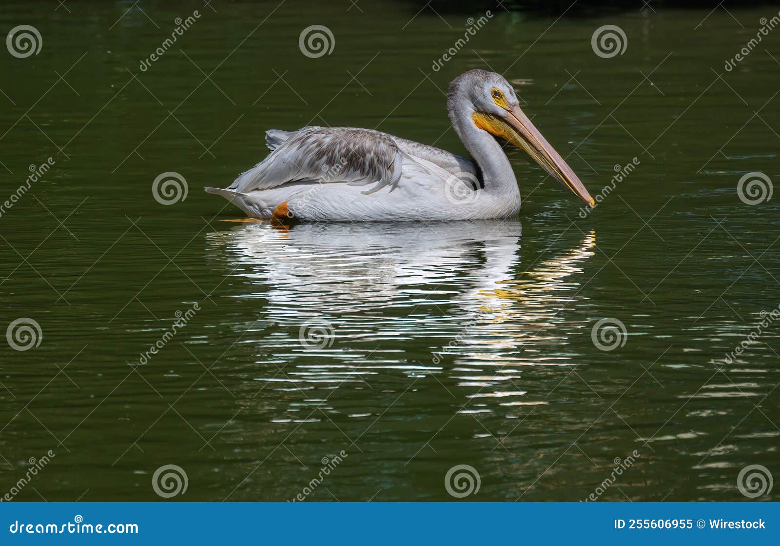 Side View of Gray Pelican Floating in the Water Stock Image - Image of ...