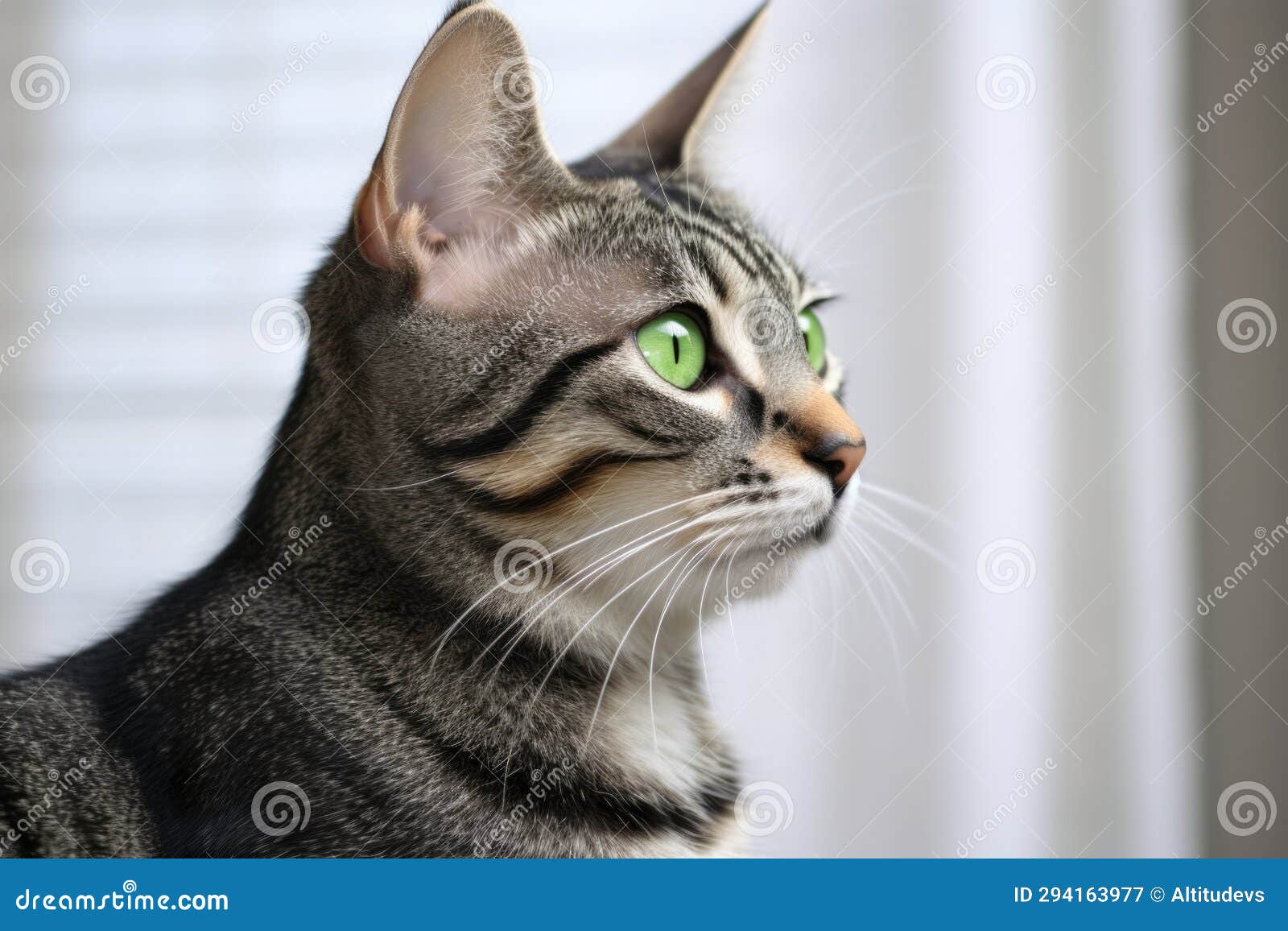 Side View of a Gray Tabby Cat with Green Eyes Stock Illustration ...