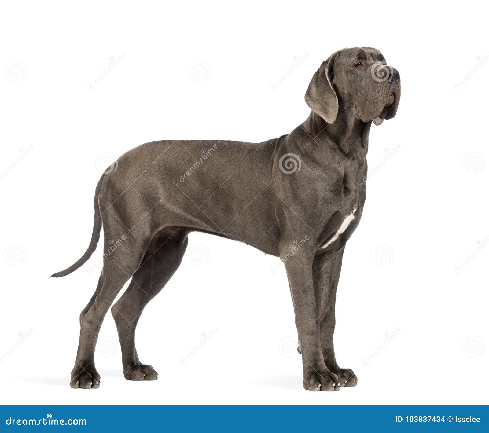 Side View of a Great Dane, 10 Months Old, in Front of White Back Stock ...