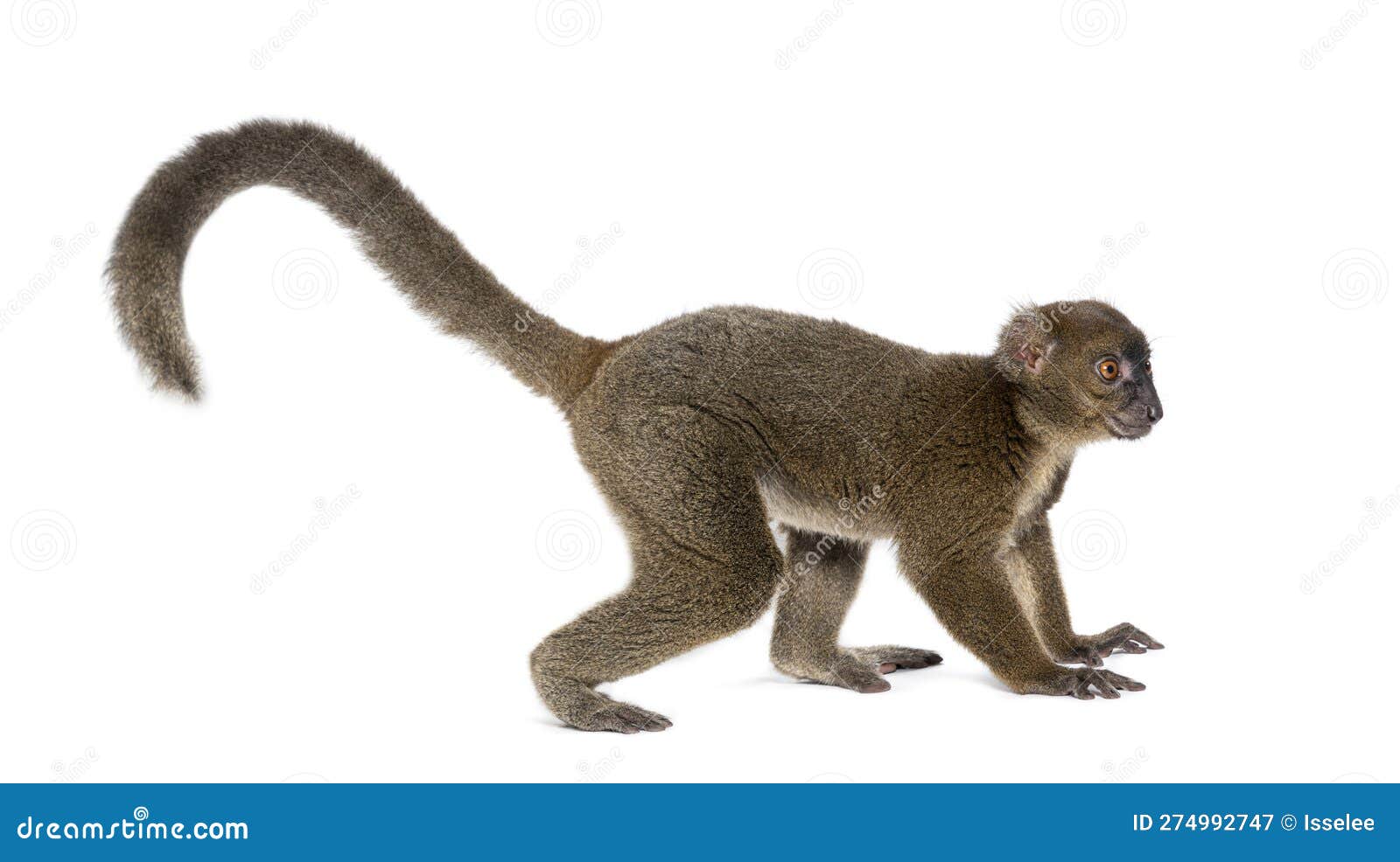 Side View of a Greater Bamboo Lemur with Its Long Tail, Prolemur Simus ...