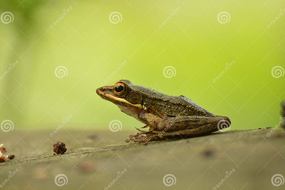 Side view of green frog stock photo. Image of drop, biology - 189257576