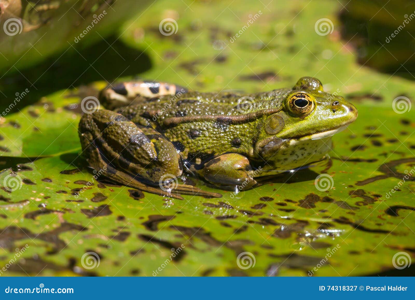 Side View of a Green Frog Sitting on a Leaf in Water Stock Image ...